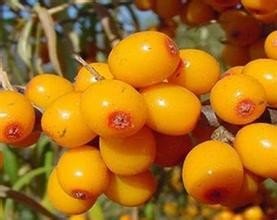 Sea buckthorn powder, Seabuckthorn Extract Powder, Chinese manufacturer, high quality, Shaanxi Yongyuan Bio