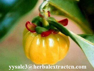 Garcinia Cambogia Extract,  HCA 60%, Garcinia peel Extract, Chinese manufacturer, Shaanxi Yongyuan Bio