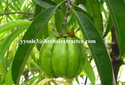 Garcinia Cambogia Extract,  HCA 60%, Garcinia peel Extract, Chinese manufacturer, Shaanxi Yongyuan Bio