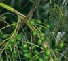 Saw Palmetto Extract, Fatty Acids 25% 45%, Saw Palmetto Powder, Serenoa repens Extract, Shaanxi Yongyuan Bio