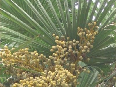Saw Palmetto Extract, Fatty Acids 25% 45%, Saw Palmetto Powder, Serenoa repens Extract, Shaanxi Yongyuan Bio