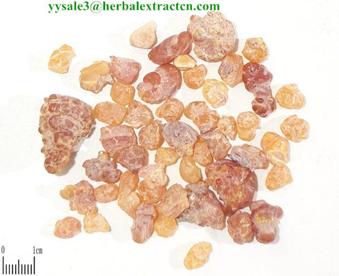 Boswellia Extract Powder, Boswellic Acid 65% Titration, 5:1,Off-white Powder, Chinese manufacturer, Shaanxi Yongyuan Bio