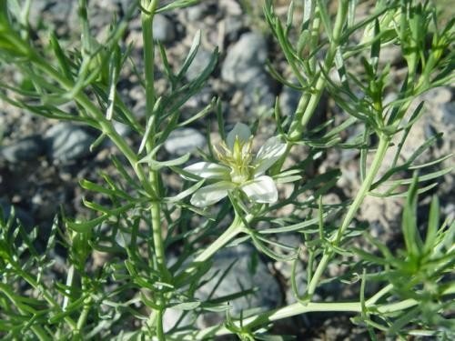 Harmine 98%, Harmine HCL 98%,Peganum harmala Extract, CAS No.: 442-51-3, manufacturer, Shaanxi Yongyuan Bio-Tech