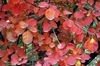 Fisetin 98% HPLC, CAS No.: 528-48-3, Cotinus coggygria Extract,  Fisetholz, Fietin, Cotinin, Shaanxi Yongyuan Bio-Tech