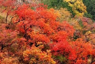 Fisetin 98% HPLC, CAS No.: 528-48-3, Cotinus coggygria Extract,  Fisetholz, Fietin, Cotinin, Shaanxi Yongyuan Bio-Tech