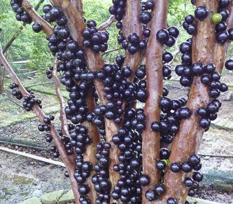 Jabuticaba fruit Powder, Jabuticaba Extract Powder, Fine powder, Brazil fruit Powder, manufacturer