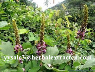 Kudzu Root extract, flavones UV, Puerarin HPLC, CAS No.: 3681-99-0, Pueraria extract, Shaanxi Yongyuan Bio