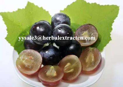 REAL Grape seed Extract OPC 95%,natural antioxidant ingredient,Vitis vinifera Extract,manufacturer, Shaanxi yongyuan Bio