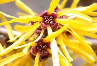 Witch Hazel Extract, Hamamelis virginiana Extract,natural cosmetic ingredient,Factory, Shaanxi Yongyuan Bio