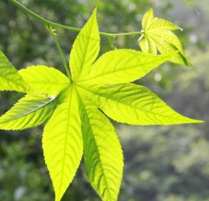 Sweet Tea Extract, Rubusoside 70%-90% HPLC, CAS No.: 64849-39-4,Natural sweetener,food ingredient, Shaanxi Yongyuan Bio