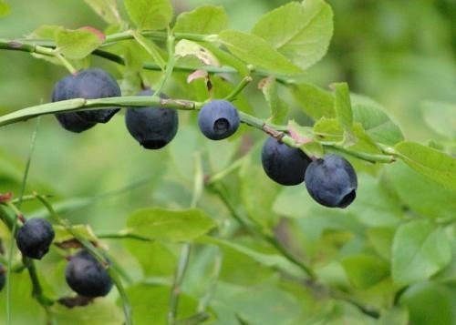 Eroupean Bilberry Extract, Extrait de myrtille européenne, Anthocyanidins, anti-âge, Shaanxi Yongyuan Bio-Tech