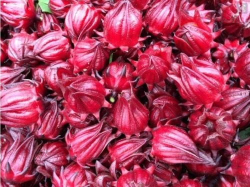 Roselle Extract, 히비스커스 사다리 파리 추출물, 5:1, 10:1, Phenolic Compounds 45%, 제조업체 공급，manufacturer, Shaanxi Yongyuan Bio