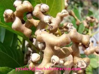 Hovenia Dulcis Extract , stay sober, natural ingredient for drinks, Chinese factory supply , Shaanxi Yongyuan Bio-Tech