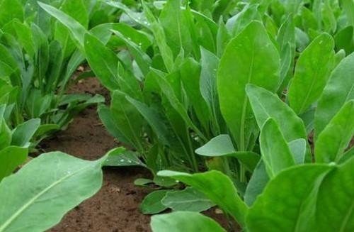 Isatis indigotica Fort Extract, Indigowoad Leaf Extract 10:1 TLC, TCM Extract,Chinese manufacturer, Shaanxi Yongyuan Bio