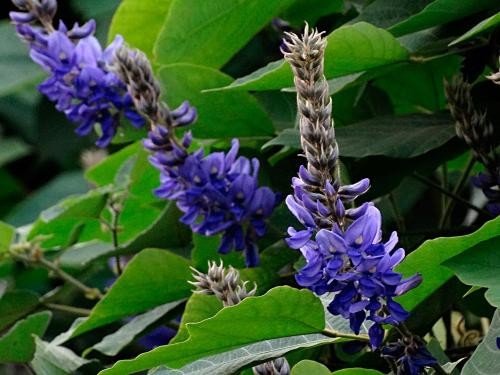Pueraria Flower Extract, Pueraria lobata Extract, 10:1, Pueraria root Extract, hinese manufacturer, Shaanxi Yongyuan Bio