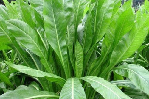 Chicory Root Extract. Cichorium intybus Extract, Inulin 90% UV, Chinese manufacturer, Shaanxi Yongyuan Bio