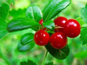 Uva Ursi Extract, Arbutin, α-Arbutin CAS 84380-01-8,β-Arbutin CAS 497-76-7,Cosmetic powder,Factory, Shaanxi Yongyuan Bio