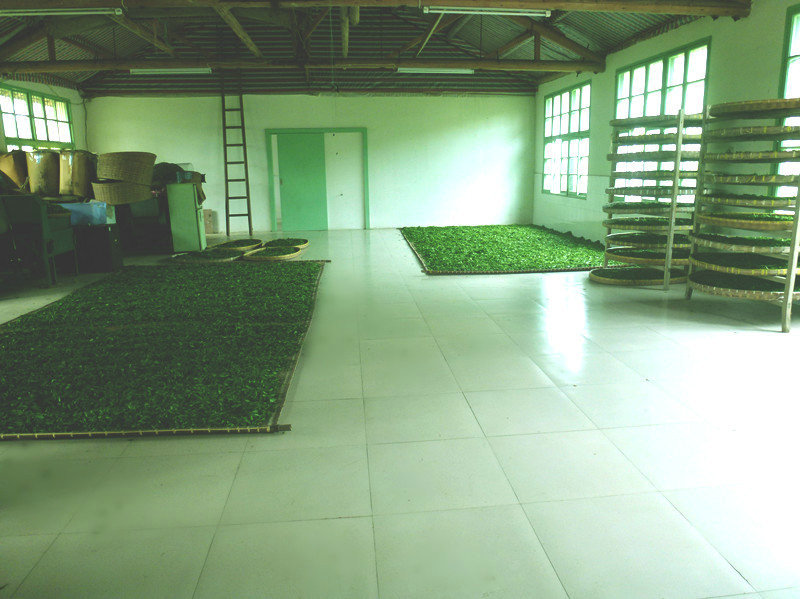 Lin'an Dayang Tea Industry Co., Ltd manufacturer production line