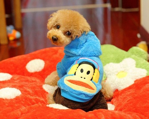Protective Bichon Frise Dog Hooded Sweatshirts clothes xxx small , Paul Frank pattern