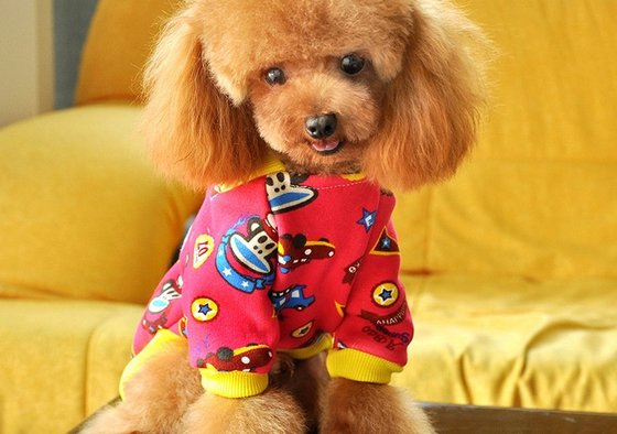 Bichon Frise small dog apparel Hooded Sweatshirts clothes for pets customized