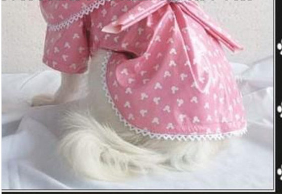 Washable dot Minature Schnauzer dog rain coat X-Small , Medium , Large for autumn