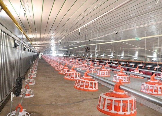 Prefab Light Steel Structure Poultry House Poultry Shed Construction With Control Room