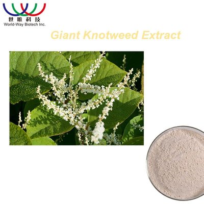 Weight Loss Chinese Knotweed Extract , Polygonum Cuspidatum Root Extract