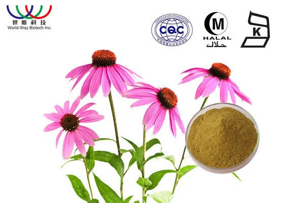 Dried Pure Plant Extract Echinacea Purpurea Powder Phenolic Compounds For Medicine