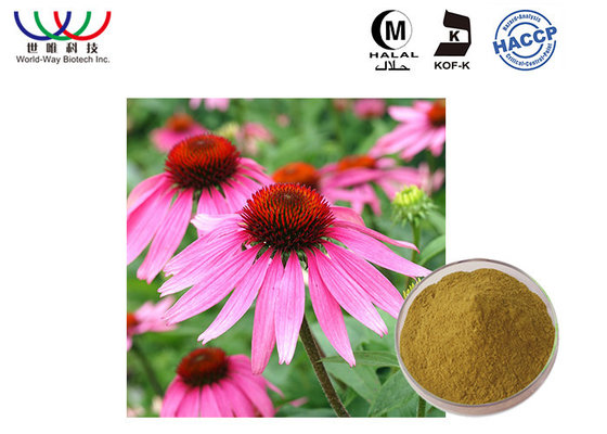 High Standard Echinacea Purpurea Extract Cichoric Acid Powder  Promoting Wound Repair