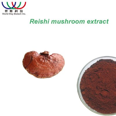 Polvo rojo antienvejecedor de Ganoderma Lucidum, polvo de la seta de Reishi para el campo de la comida