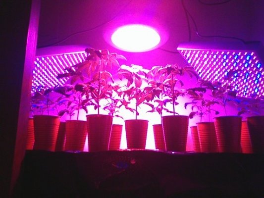full specrum hydroponic grow light replace 600w cob led grow light