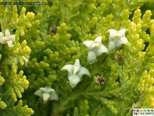 herbal medicine Bosboswellia serrata extract-wellic acid 65% -Boswellia carterii Birdw.
