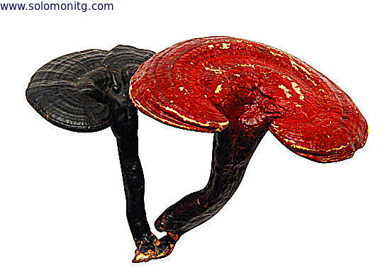 Nature health food Reishi Mushroom extract,Ganoderma Extract 10%-50% Polysaccharides