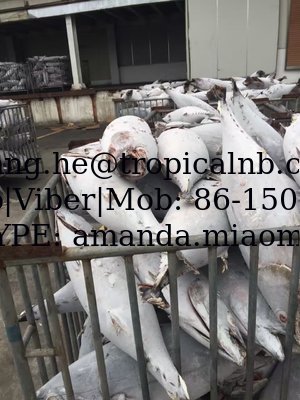 170g Canned white meat tuna in oil