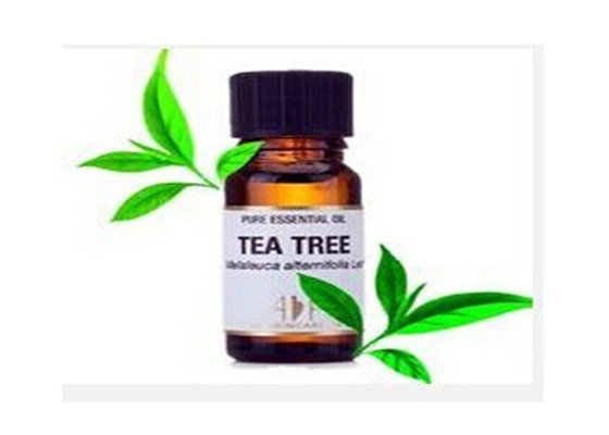Cosmetic Moisturizer White Transparent Liquid Tea Tree Oil  CAS 8024-02-0